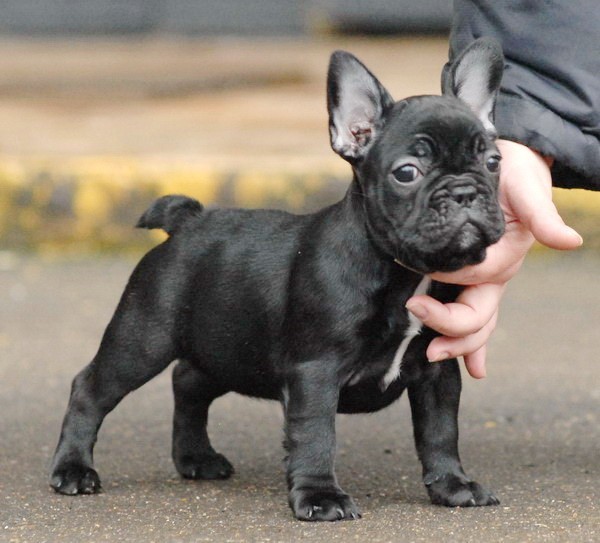 Bulldog Francez negri si albi, talie mica, pui la 2 luni - Caine - Okazii